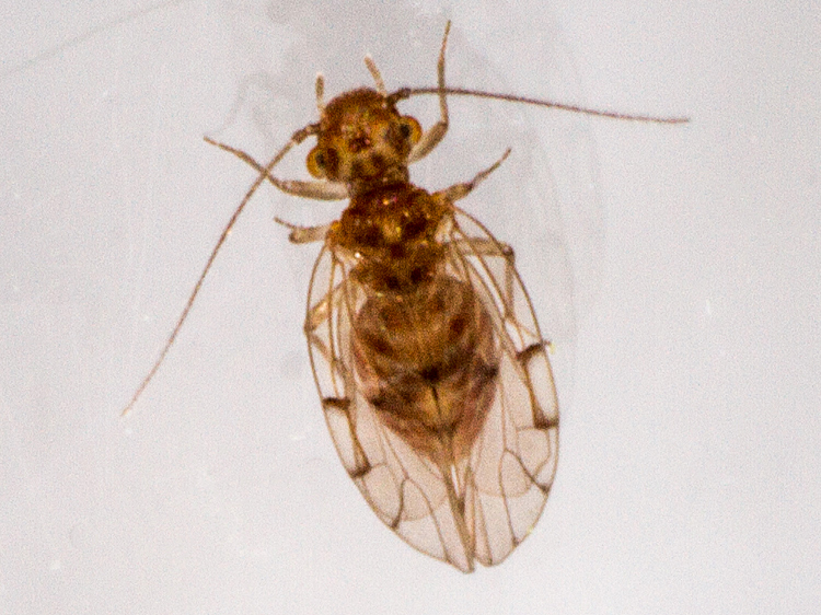 Ectopsocus briggsi