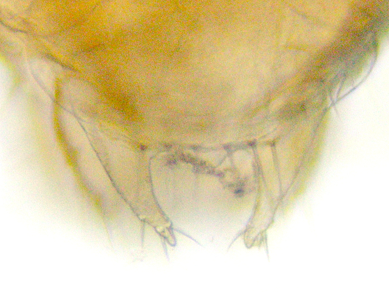 Ectopsocus briggsi