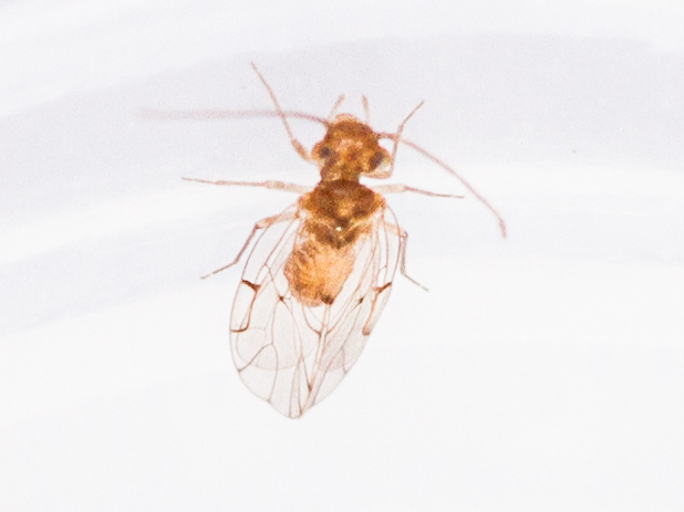 Ectopsocus briggsi