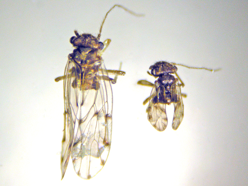 Ectopsocus petersi