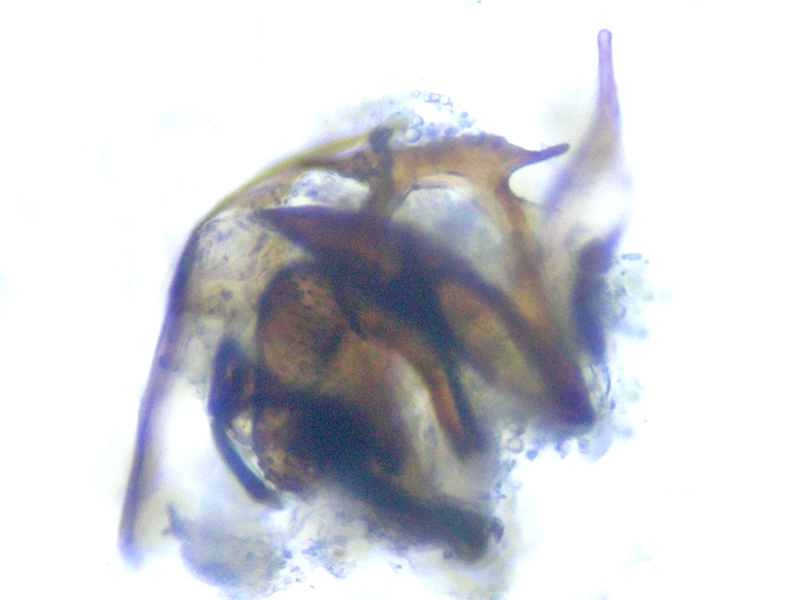 Ectopsocus petersi