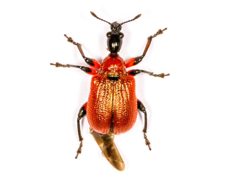 Apoderus coryli