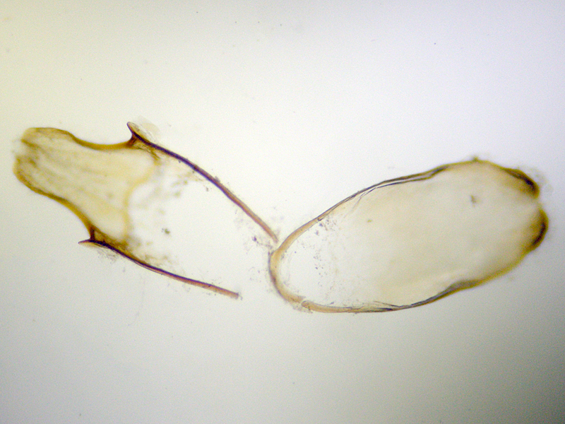 Malthinus flaveolus