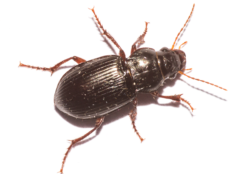 Curtonotus aulicus