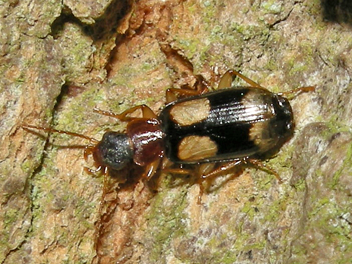 Dromius quadrimaculatus