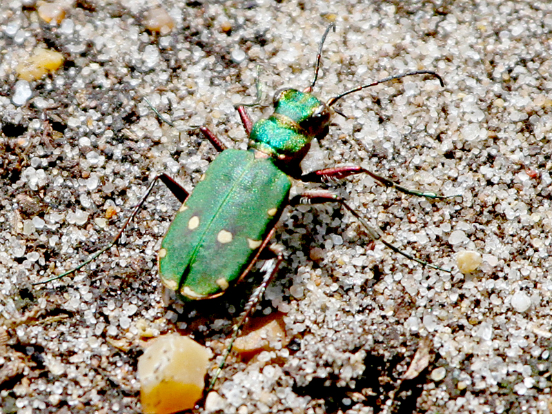 Cicindela campestris