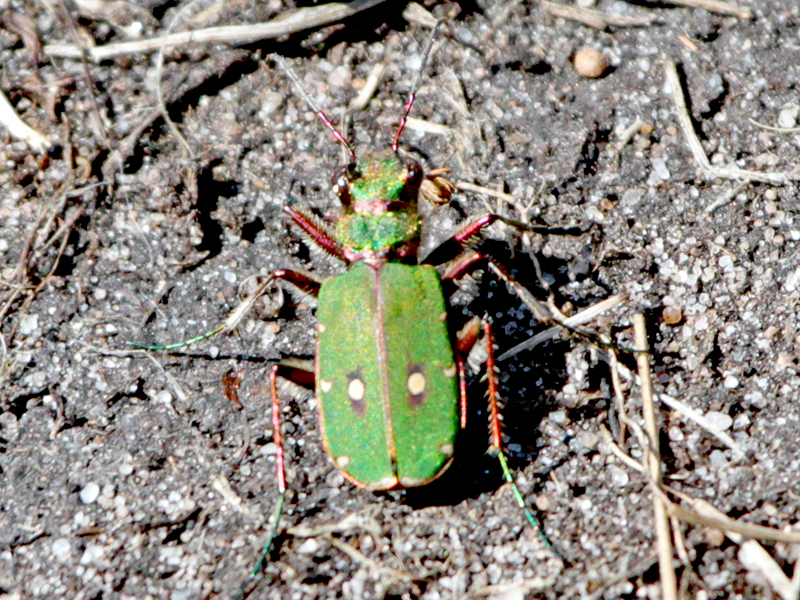 Cicindela campestris