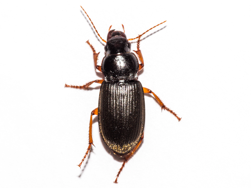 Harpalus rufipes