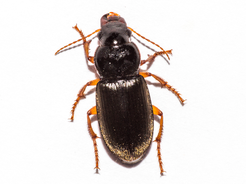 Harpalus rufipes