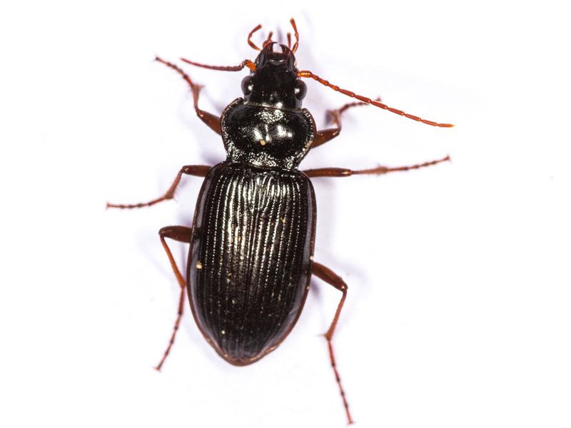 Nebria salina