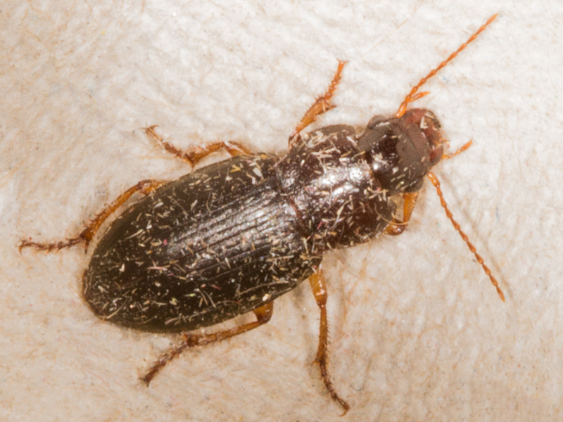 Ophonus rufibarbis
