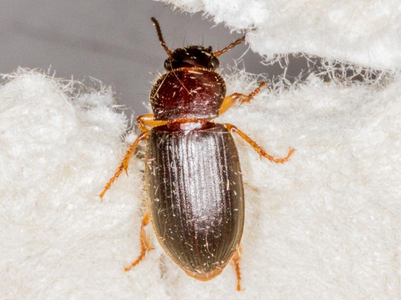 Ophonus rufibarbis