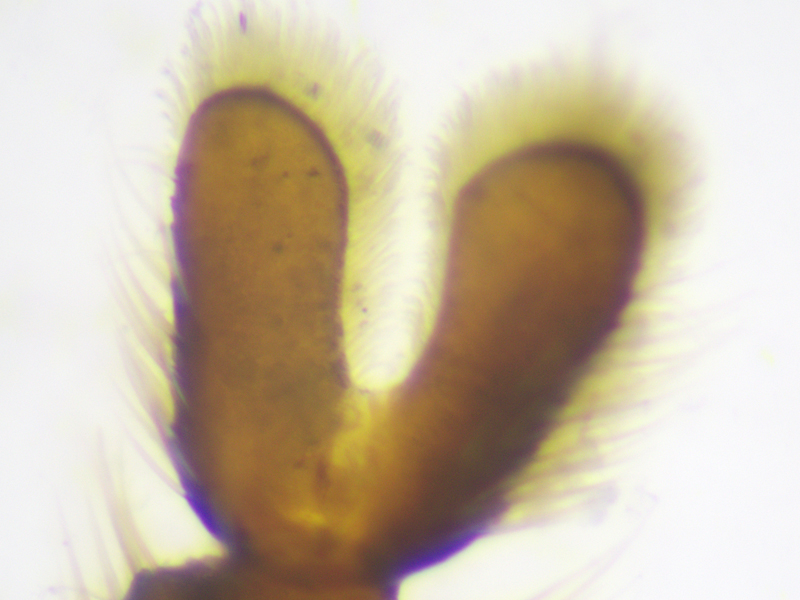 Arhopalus rusticus