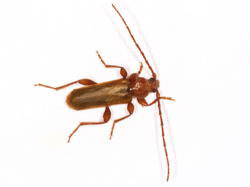 Phymatodes testaceus
