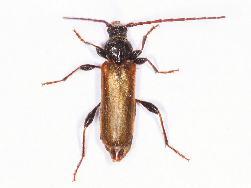 Phymatodes testaceus