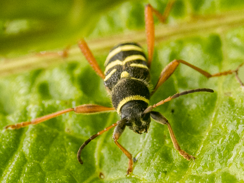 Clytus arietis