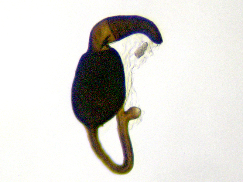 Aphthona euphorbiae