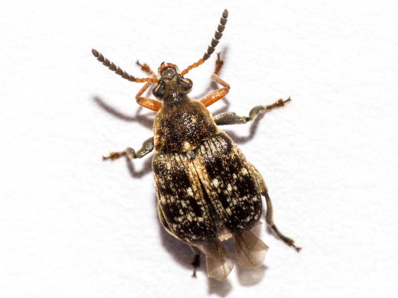 Bruchus rufimanus