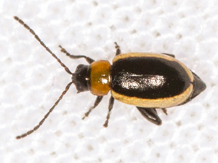 Longitarsus dorsalis