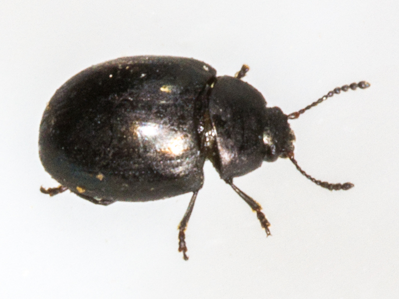 Phaedon tumidulus