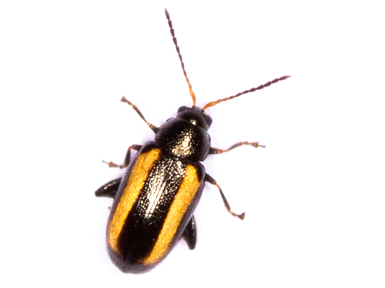 Phyllotreta vittula