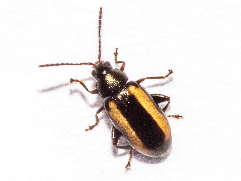 Phyllotreta vittula