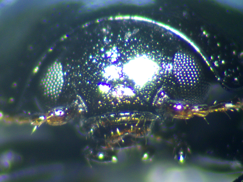 Plagiodera versicolora