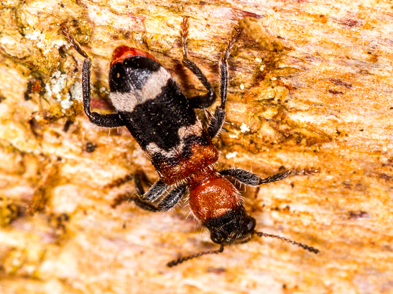 Thanasimus formicarius
