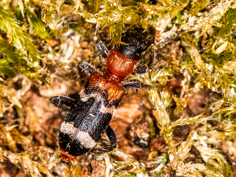 Thanasimus formicarius