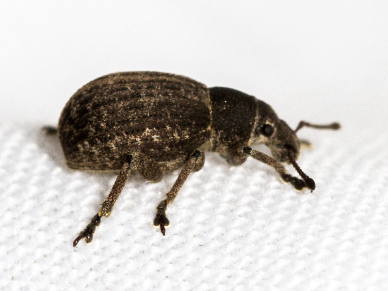 Attactagenus plumbeus