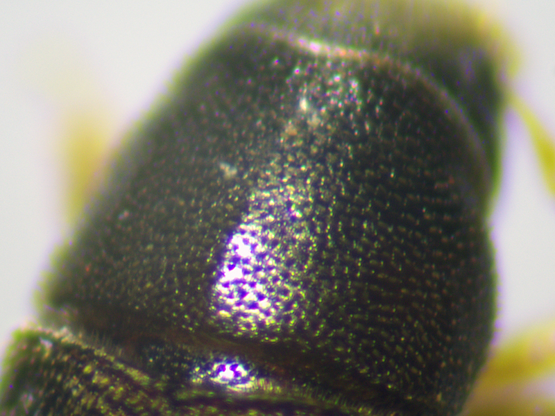 Polygraphus poligraphus