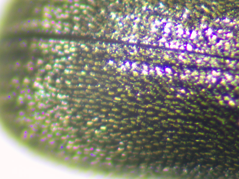 Polygraphus poligraphus