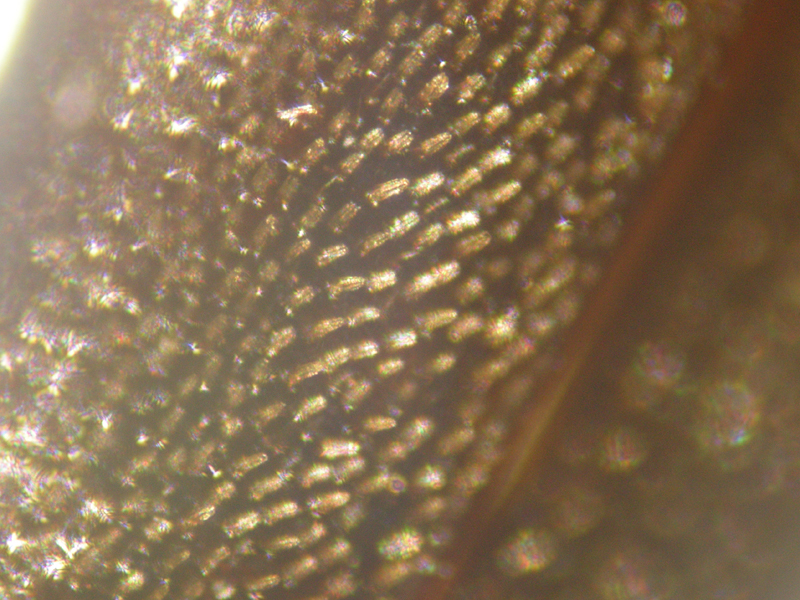 Polygraphus poligraphus