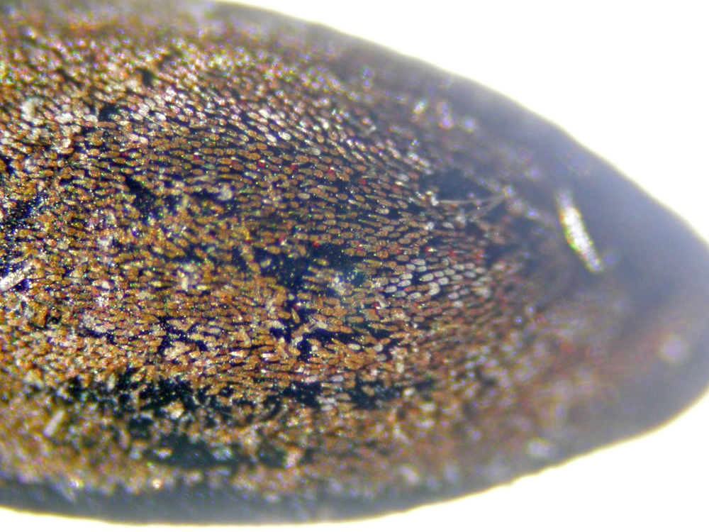 Sitona obsoletus