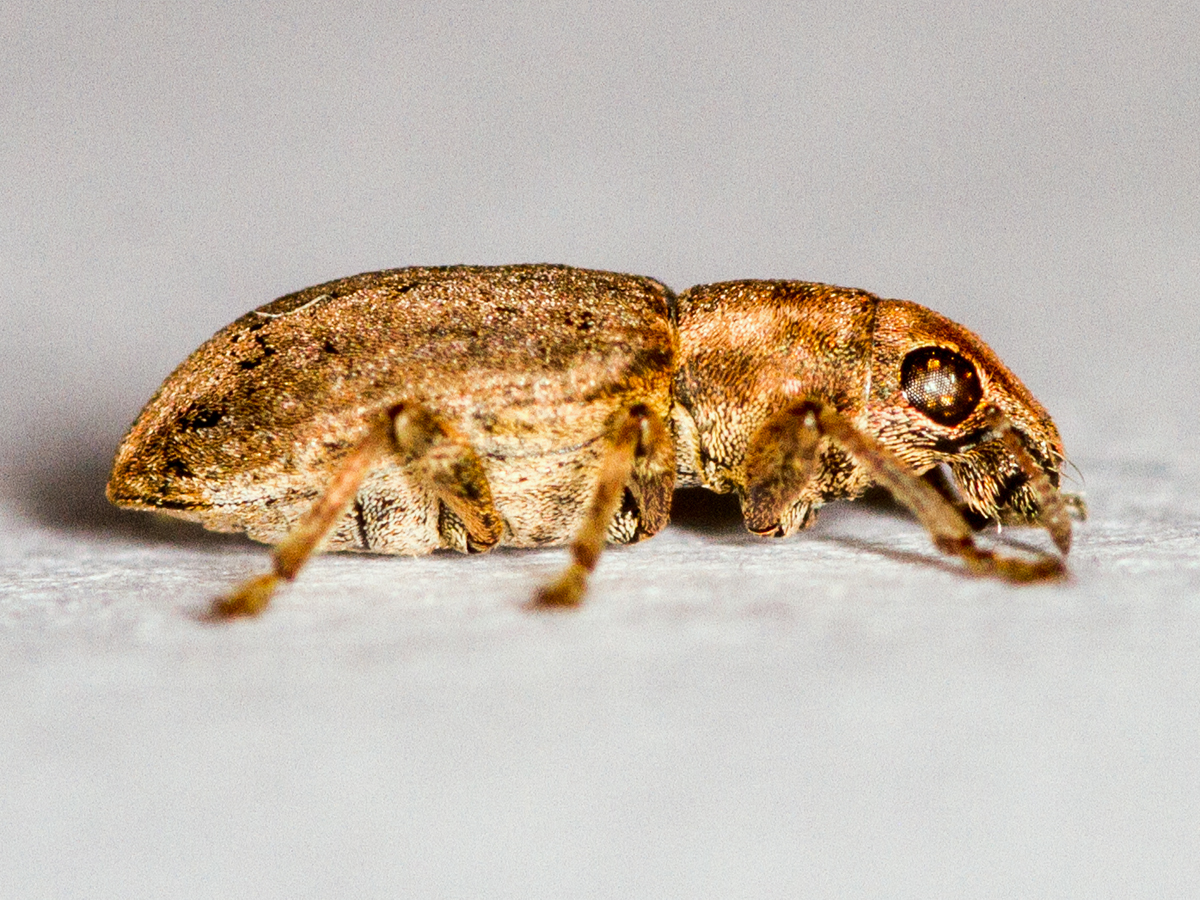 Sitona obsoletus