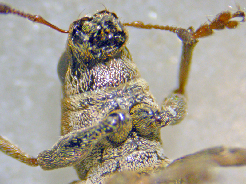 Sitona obsoletus