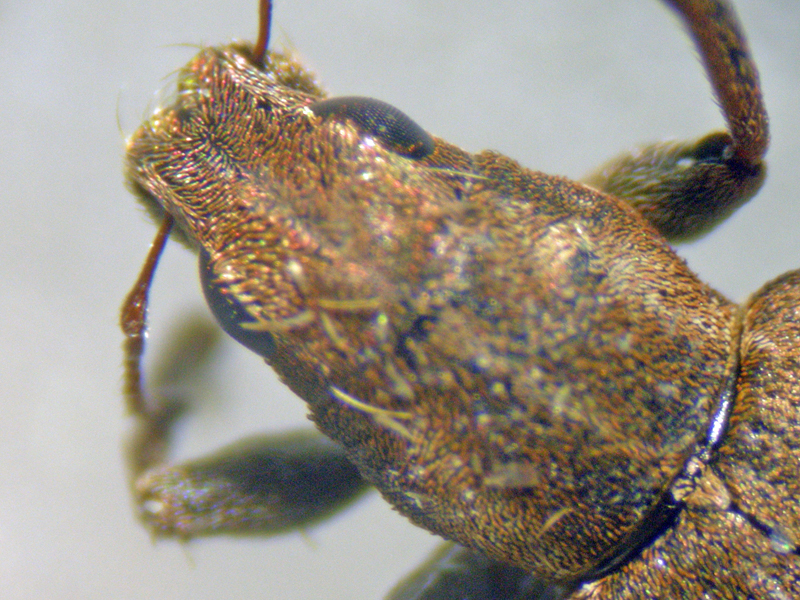 Sitona obsoletus