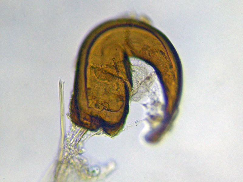 Sitona obsoletus