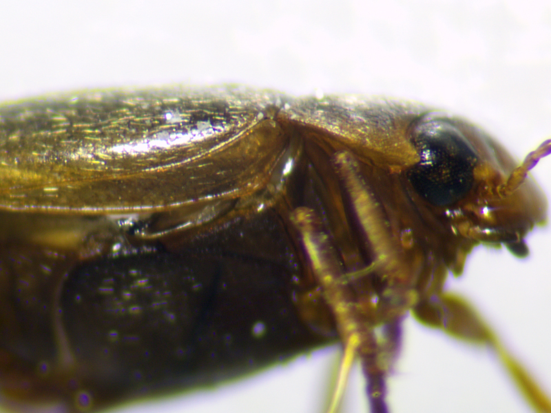 Hydroporus angustatus