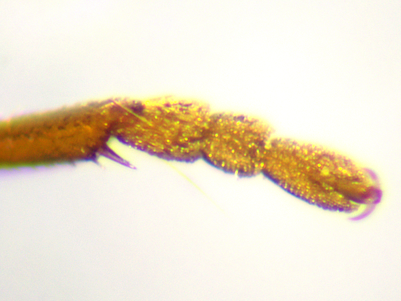 Hydroporus angustatus