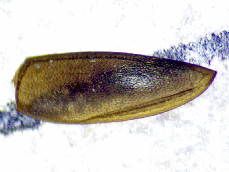 Hydroporus angustatus