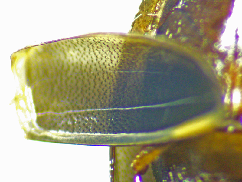 Hydroporus angustatus