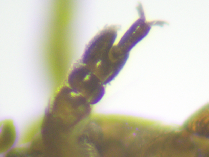 Hydroporus angustatus