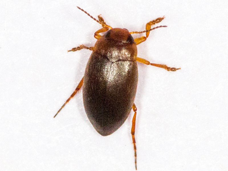 Hydroporus angustatus