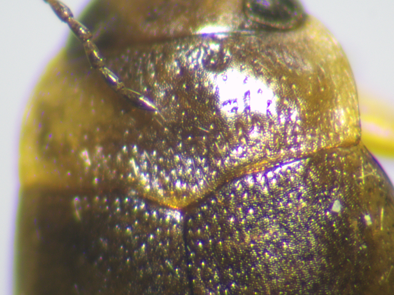 Hydroporus angustatus