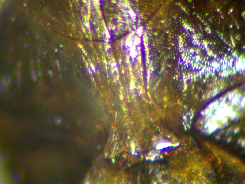 Hydroporus angustatus