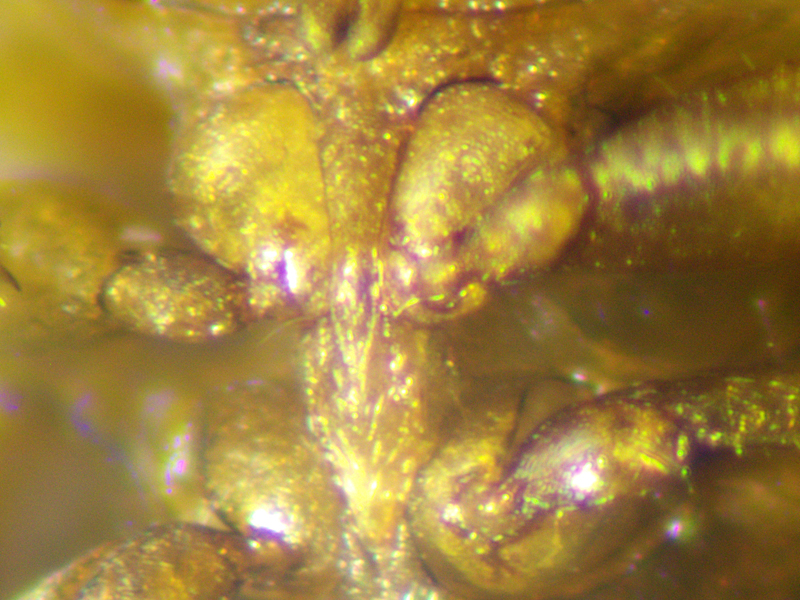Hydroporus angustatus