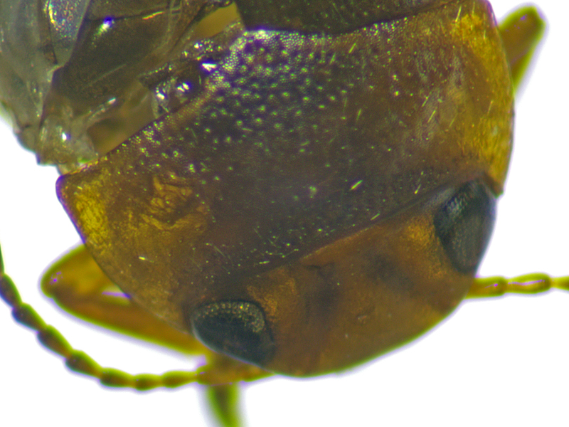 Hydroporus angustatus