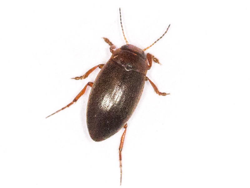 Hydroporus angustatus