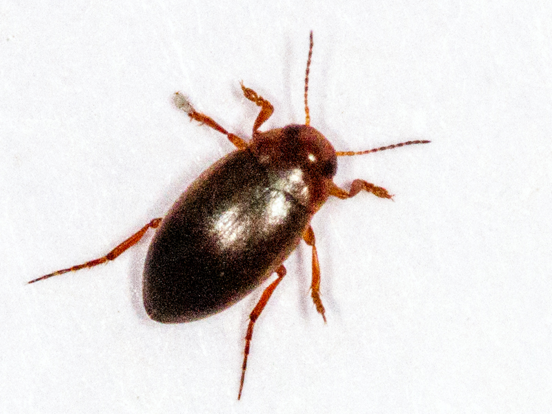 Hydroporus angustatus